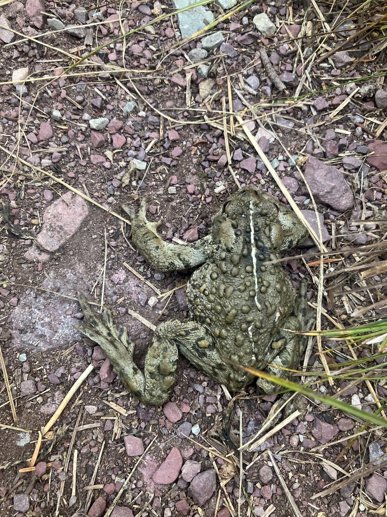 Western Toad from Glacier National Park, Browning, MT, US on July 14 ...