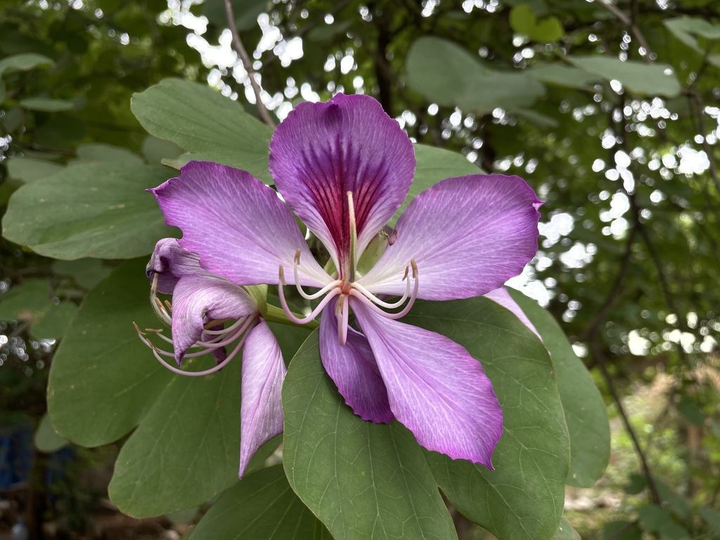 Orchid tree from Moshi Urban, TZ-KL, TZ on June 29, 2023 at 02:22 PM by ...