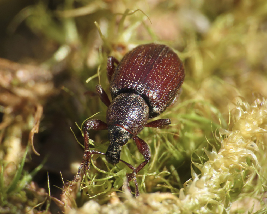 True Weevils from Sitka, AK, USA on July 6, 2023 at 03:35 PM by ...