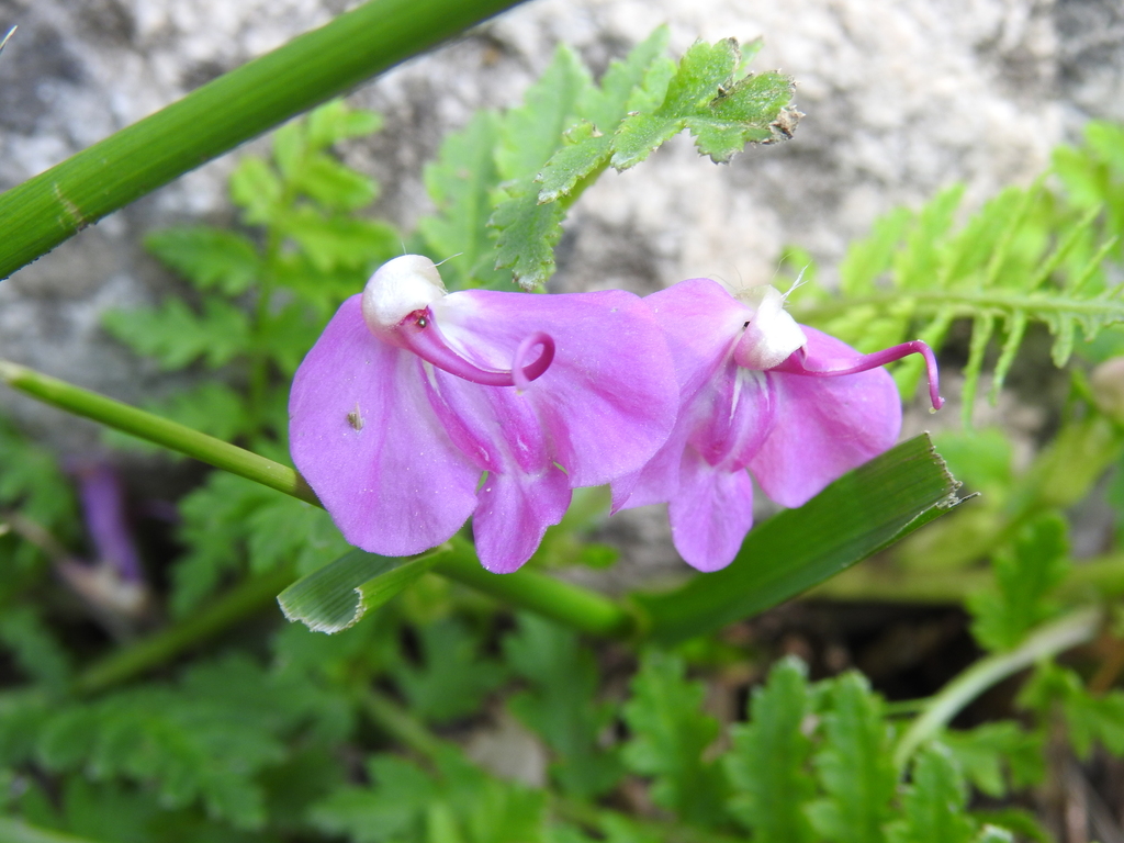 dicots from 山西省长治市沁源县 on June 27, 2023 at 11:34 AM by 红耳鹎 Xinrong Lin ...