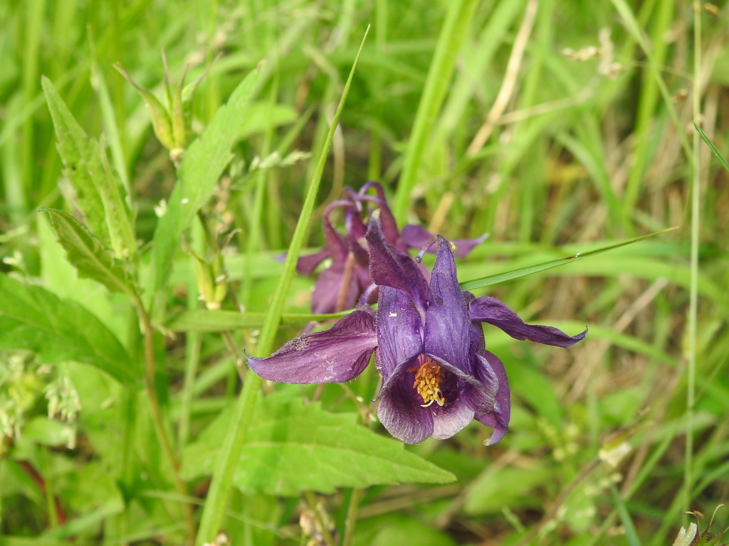 Aquilegia yabeana from 山西省长治市沁源县 on June 26, 2023 at 07:46 AM by 红耳鹎 ...