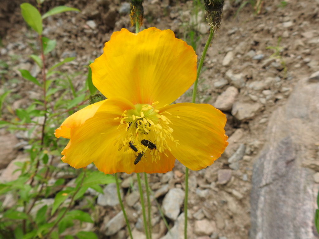 Iceland Poppy from 山西省长治市沁源县 on June 26, 2023 at 12:50 PM by 红耳鹎 ...