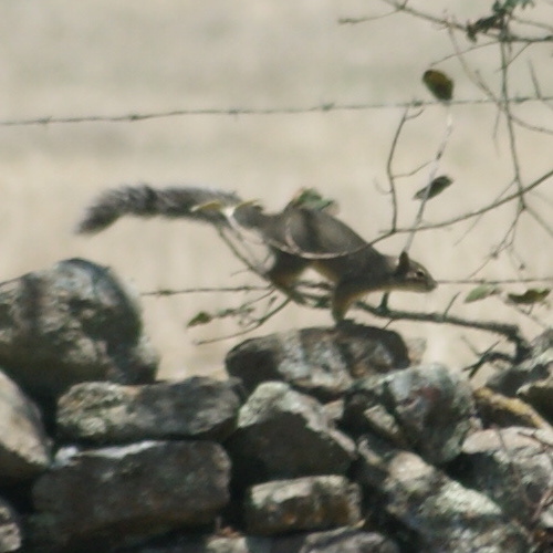 Peters's Squirrel from León, Gto., México on July 16, 2023 at 12:02 PM ...