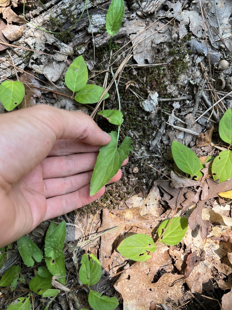 Arrowleaf Violet from Mark Twain National Forest, Newburg, MO, US on ...