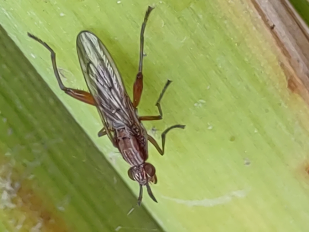 Snail-killing Flies from Greenwood Village, CO 80121, USA on July 15 ...