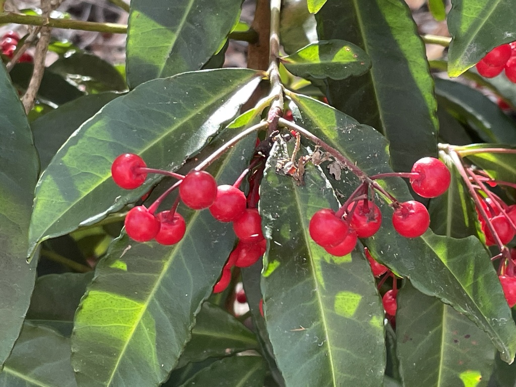 Coralberry from Miriam Vale, AU-QL, AU on July 16, 2023 at 03:01 PM by ...