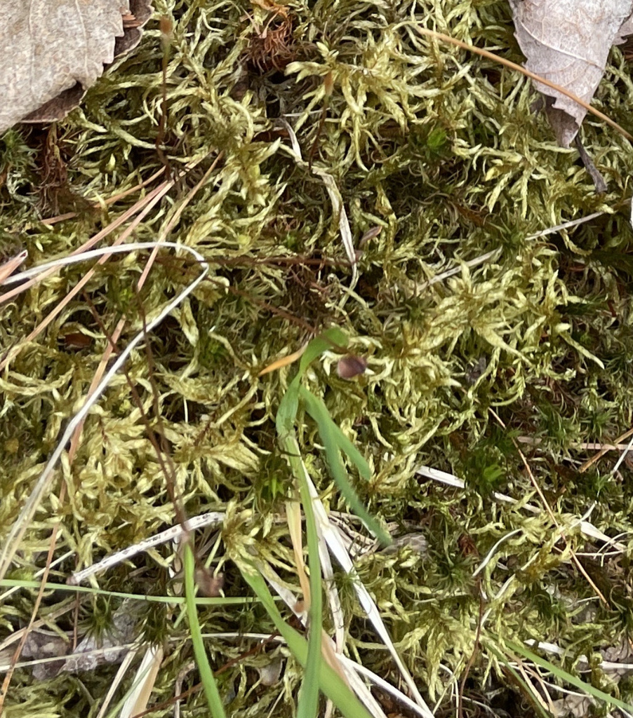 Red-stemmed Feather Moss from The Adirondack Preserve, Blue Mountain ...