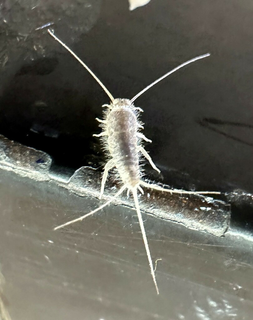 Long-tailed Silverfish from Alabama Aquatic Biodiversity Center, Perry ...