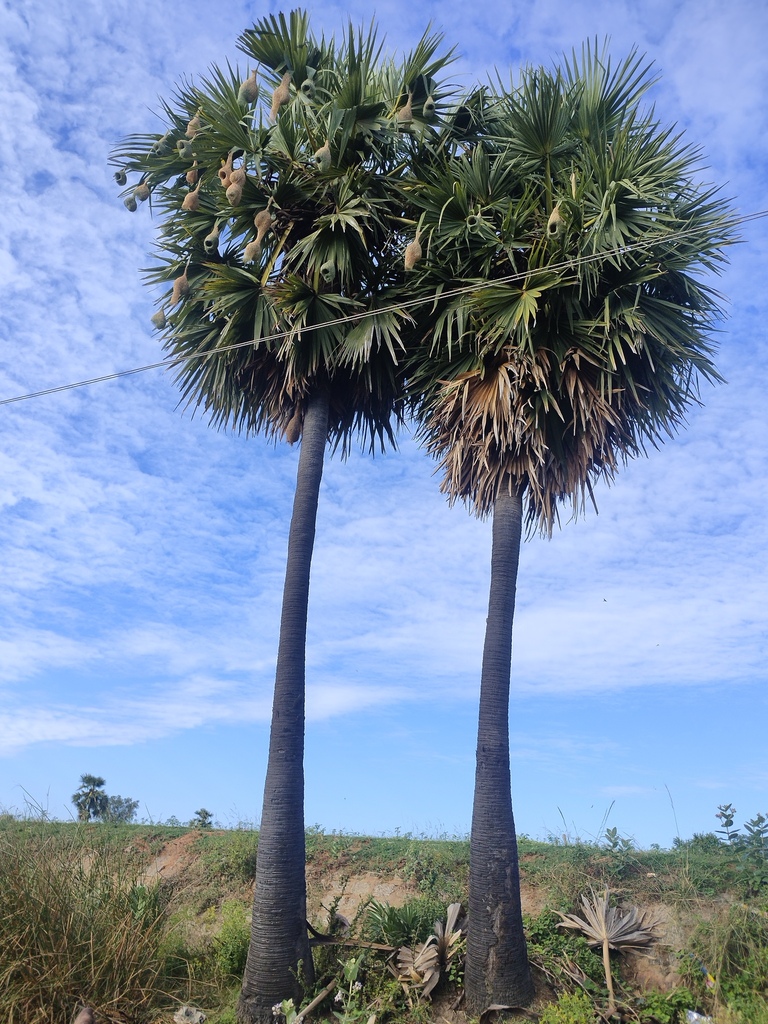 Asian Palmyra Palm from Tamil Nadu, India on July 15, 2023 at 08:07 AM ...