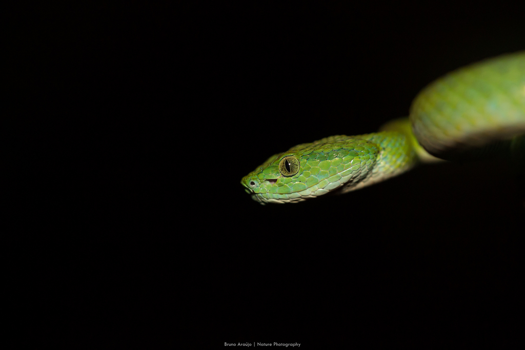 March's Palm Pit Viper (Bothriechis marchi) - Snakes and Lizards