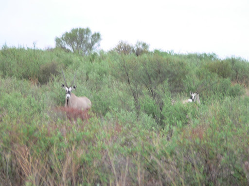 Gemsbok from Okwa Valley, Ghanzi District, Botswana on December 16 ...