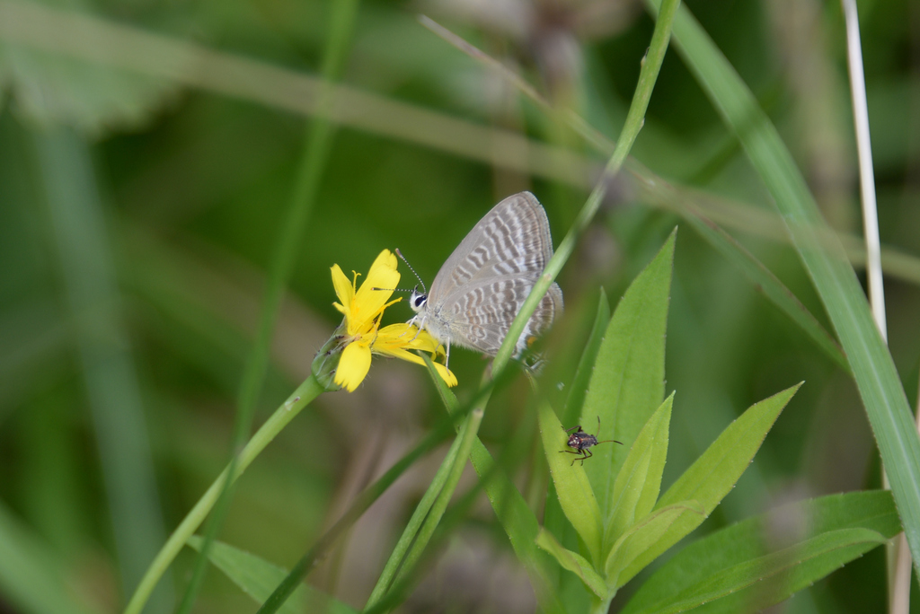 Pea Blue in October 2022 by Alan Broderick · iNaturalist