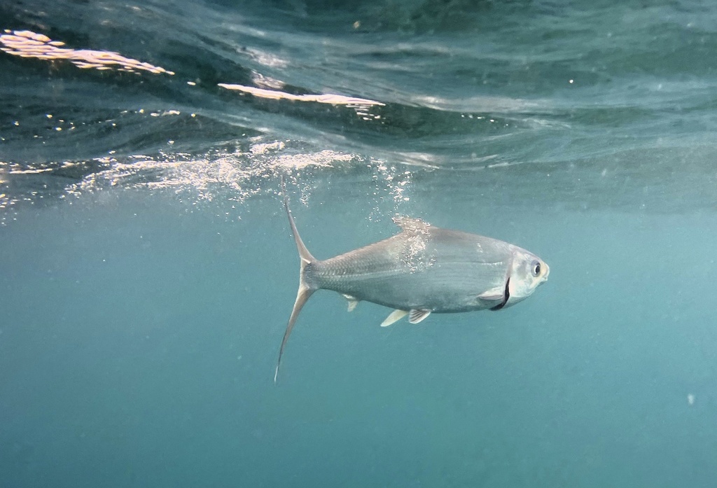 Milkfish from Indian Ocean on July 17, 2023 at 10:18 AM by anarid ...