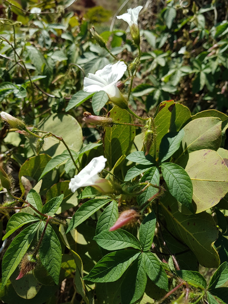 Egyptian woodrose from Roebuck WA 6725, Australia on July 11, 2023 at ...