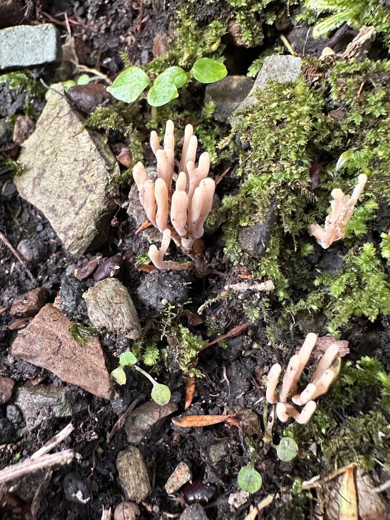 antler and spindle fungi from Te Waipounamu/South Island, Nelson ...