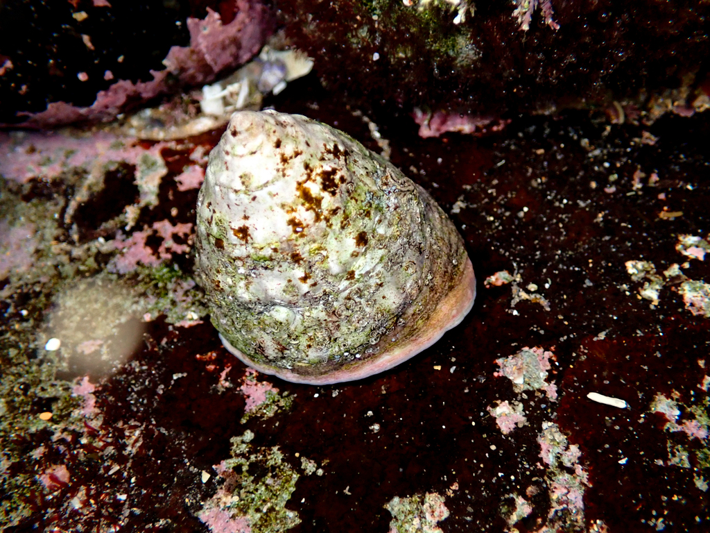 Common Tent Shell from Bateau Bay Beach, NSW, Australia on July 17 ...