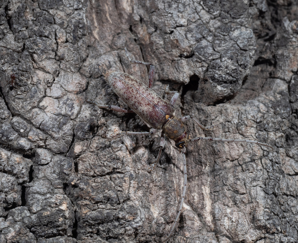 Trichoferus semipunctatus from 中国北京市海淀区 on July 14, 2023 at 09:19 PM by ...