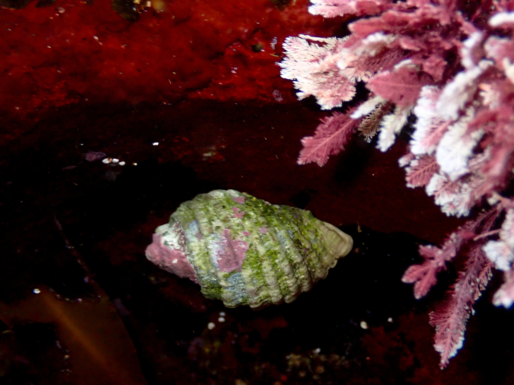 Cart-Rut Shell from Bateau Bay Beach, NSW, Australia on July 17, 2023 ...