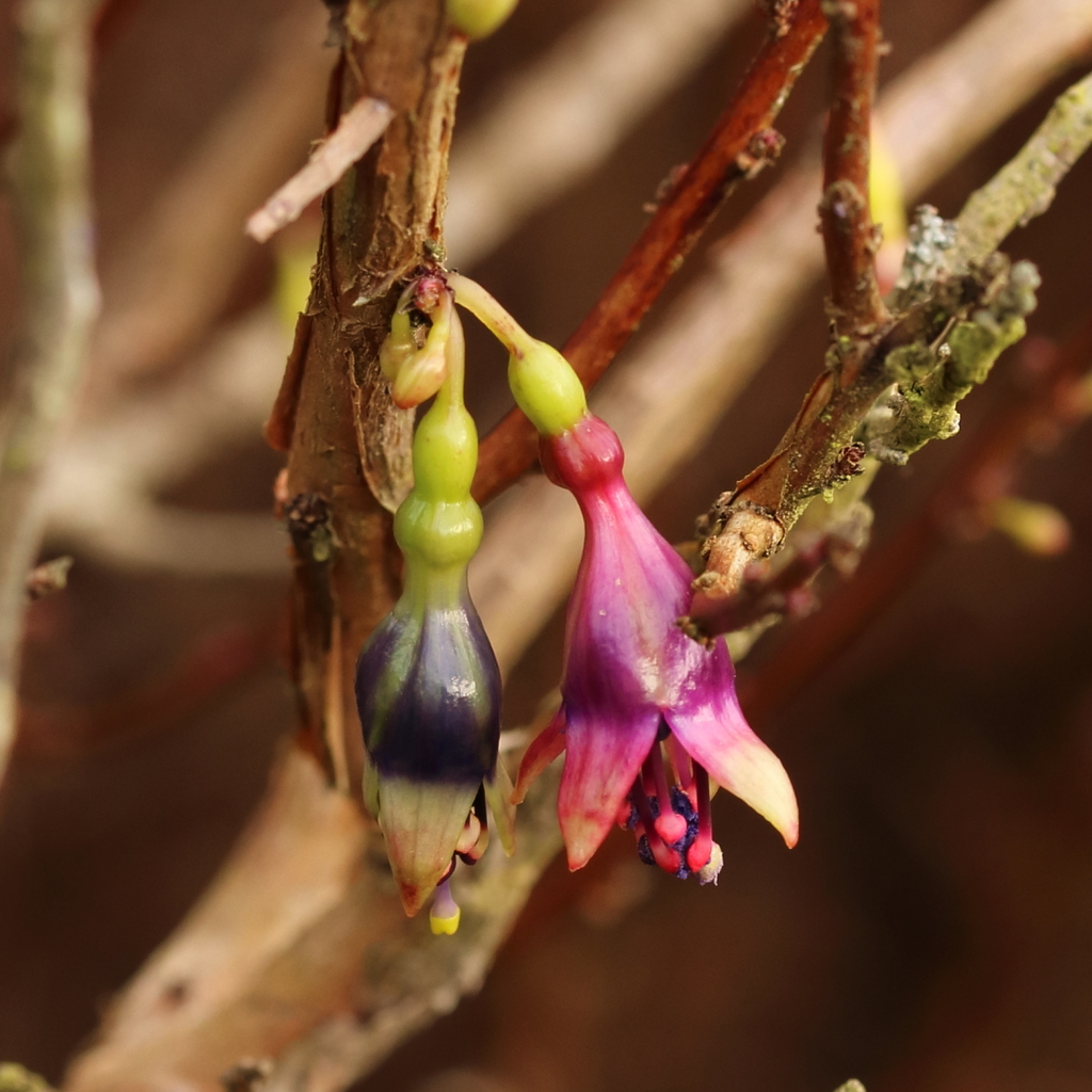 Kōtukutuku from Te Waipounamu/South Island, Waitati, Otago, NZ on July ...