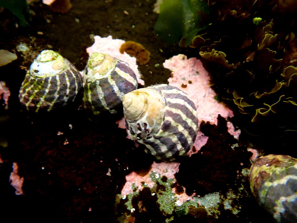 Zebra Top Snail from Bateau Bay Beach, NSW, Australia on July 17, 2023 ...