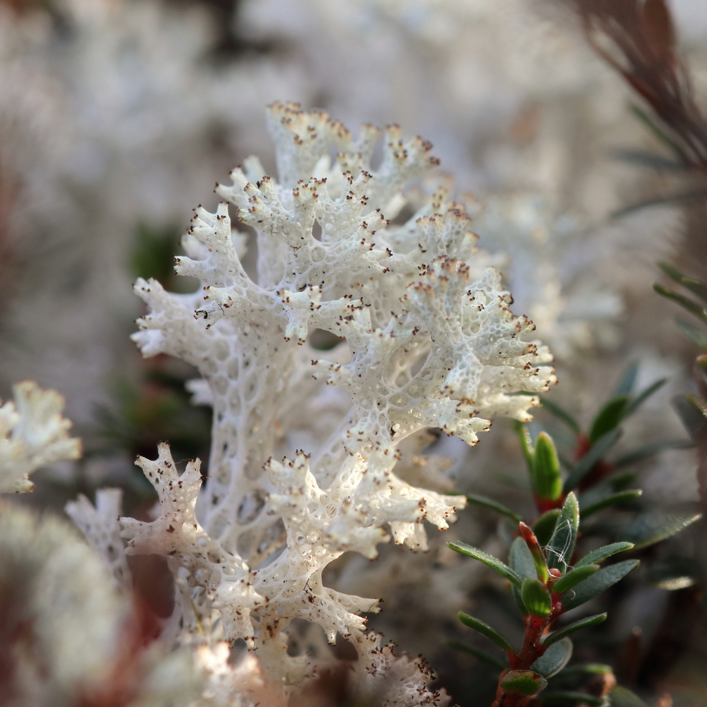 Coral lichen from Te Waipounamu/South Island, Waitati, Otago, NZ on ...