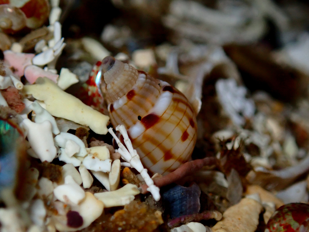 Nassarius particeps from Bateau Bay Beach, NSW, Australia on July 17, 2023 at 02:23 PM by Felix ...