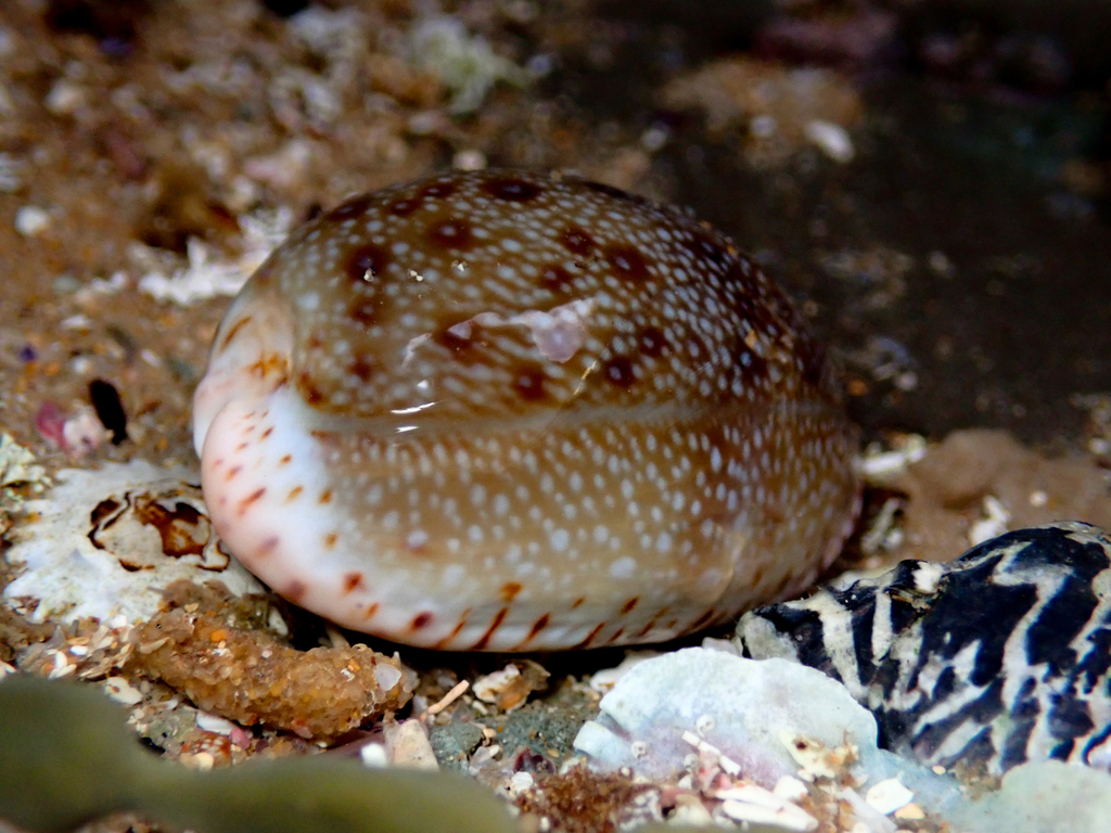 Eroded Cowry from Bateau Bay Beach, NSW, Australia on July 17, 2023 at ...