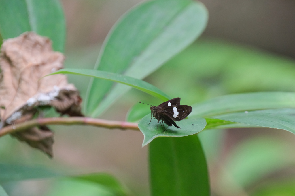 common banded demon from Tuen Mun-Sun Wai on July 14, 2023 at 09:07 AM ...