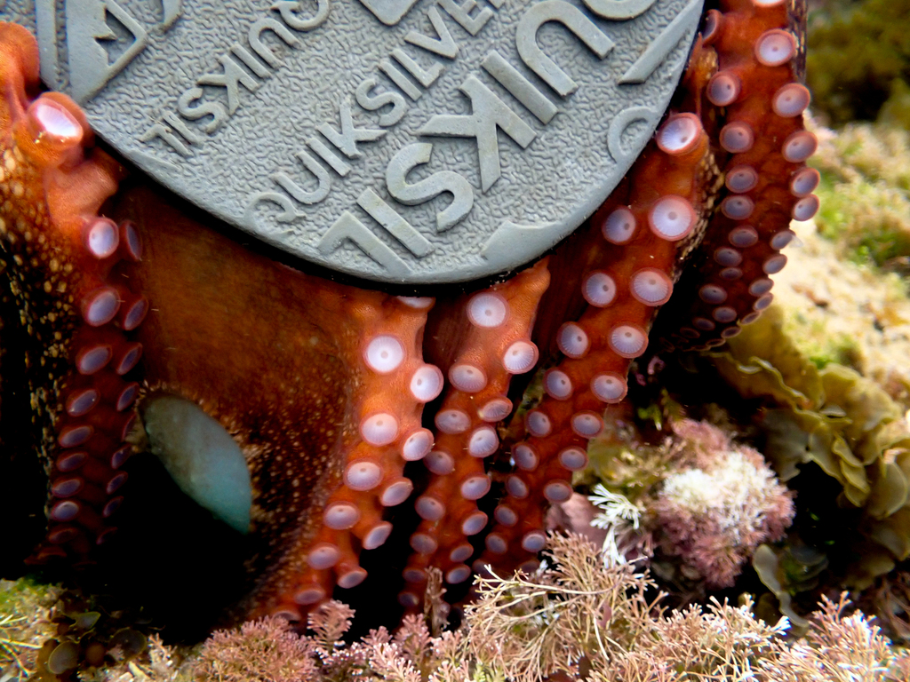 Common Sydney Octopus from Bateau Bay Beach, NSW, Australia on July 17 ...