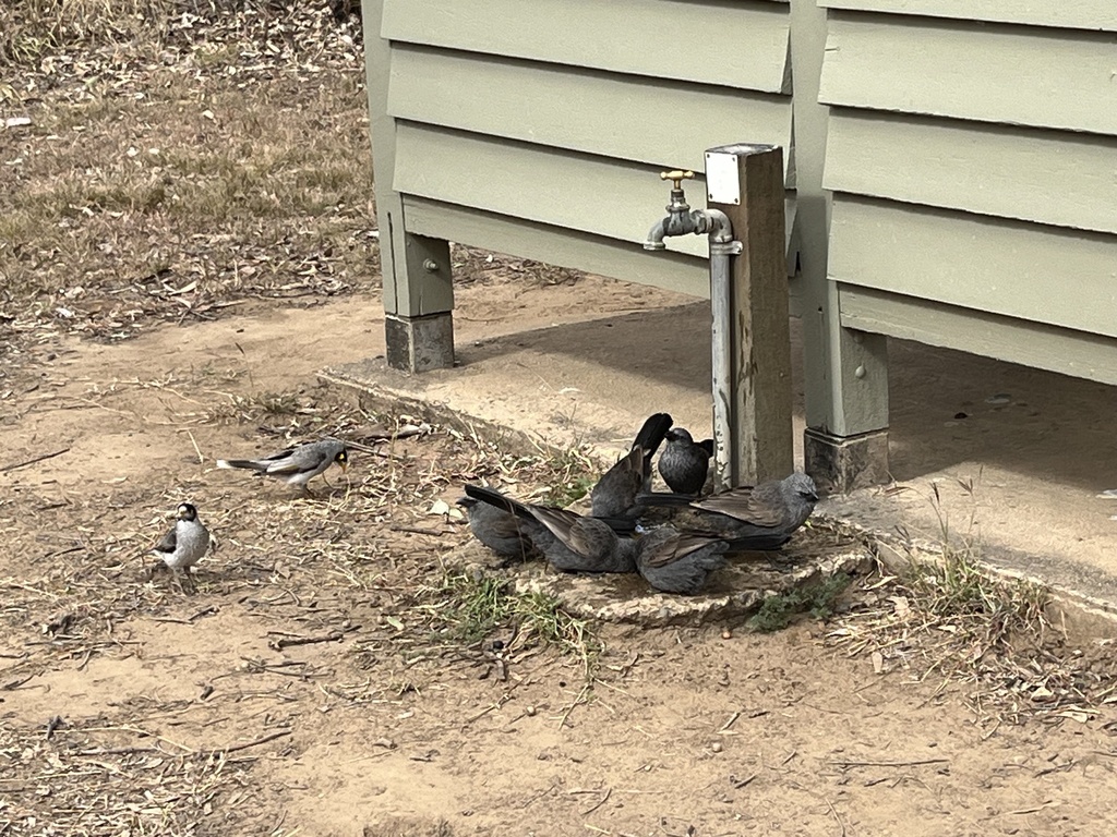 Apostlebird from Lake Murphy Conservation Park, Broadmere, QLD, AU on ...