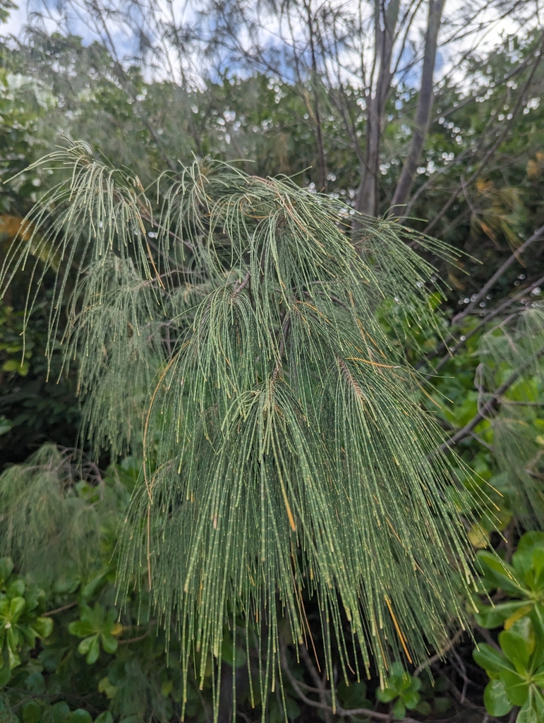 Beach Sheoak in July 2023 by Christopher Mitchell · iNaturalist