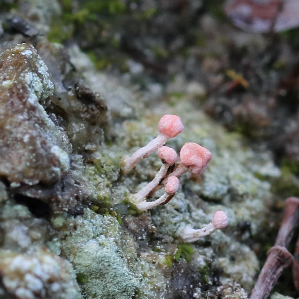 Dibaeis arcuata from Te Waipounamu/South Island, Waitati, Otago, NZ on ...
