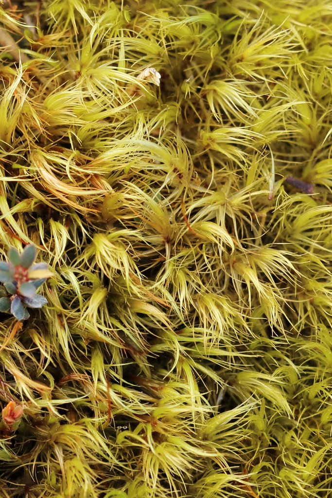 mosses from Te Waipounamu/South Island, Waitati, Otago, NZ on July 16 ...