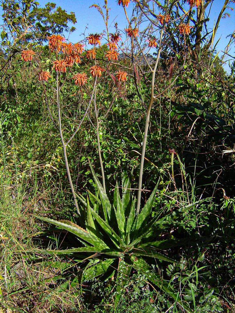 Vumba Aloe from Vumba Mts, Mutare, Zimbabwe on May 18, 2004 at 03:14 AM ...