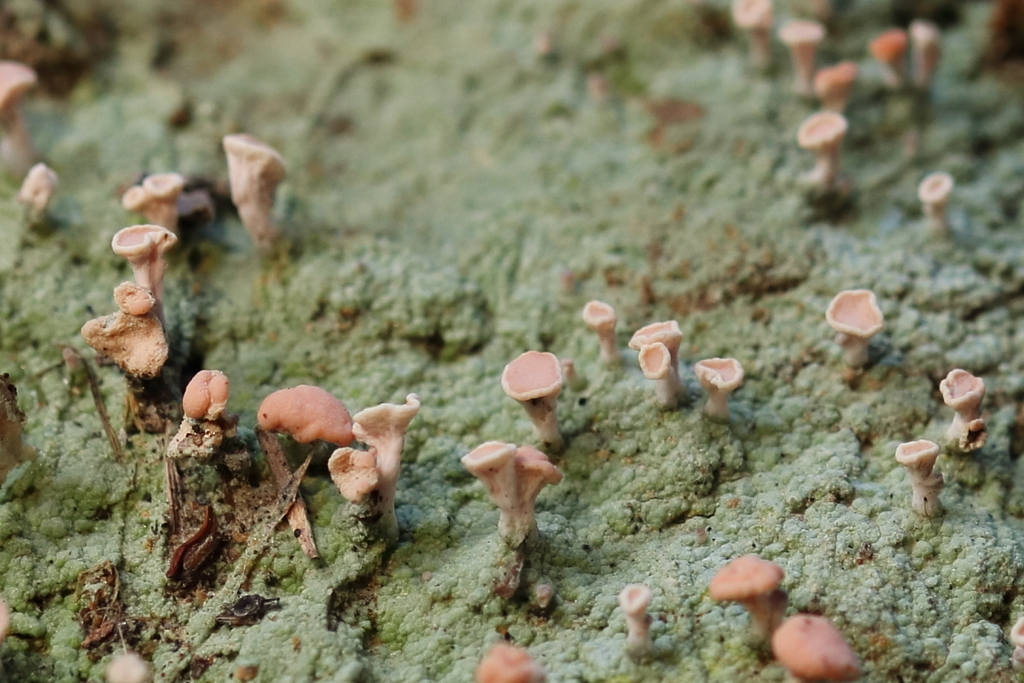 Baeomyces heteromorphus from Te Waipounamu/South Island, Waitati, Otago ...