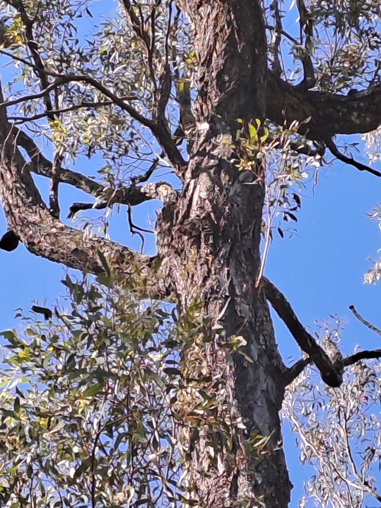 Narrow-leaved Ironbark from Logan Village QLD 4207, Australia on July ...