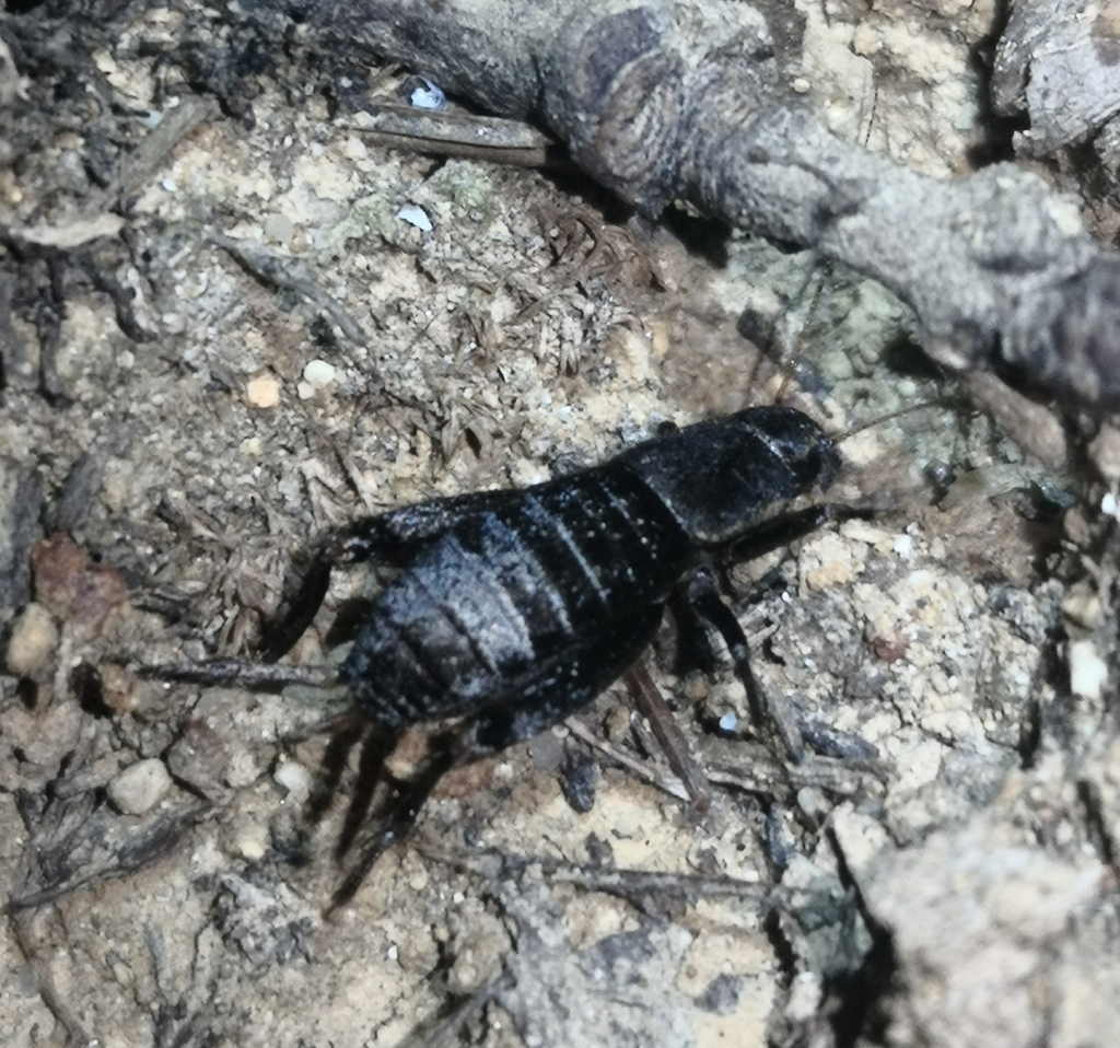 Brown Scale-cricket from 17023 Ceriale, Savona, Italien on July 16 ...