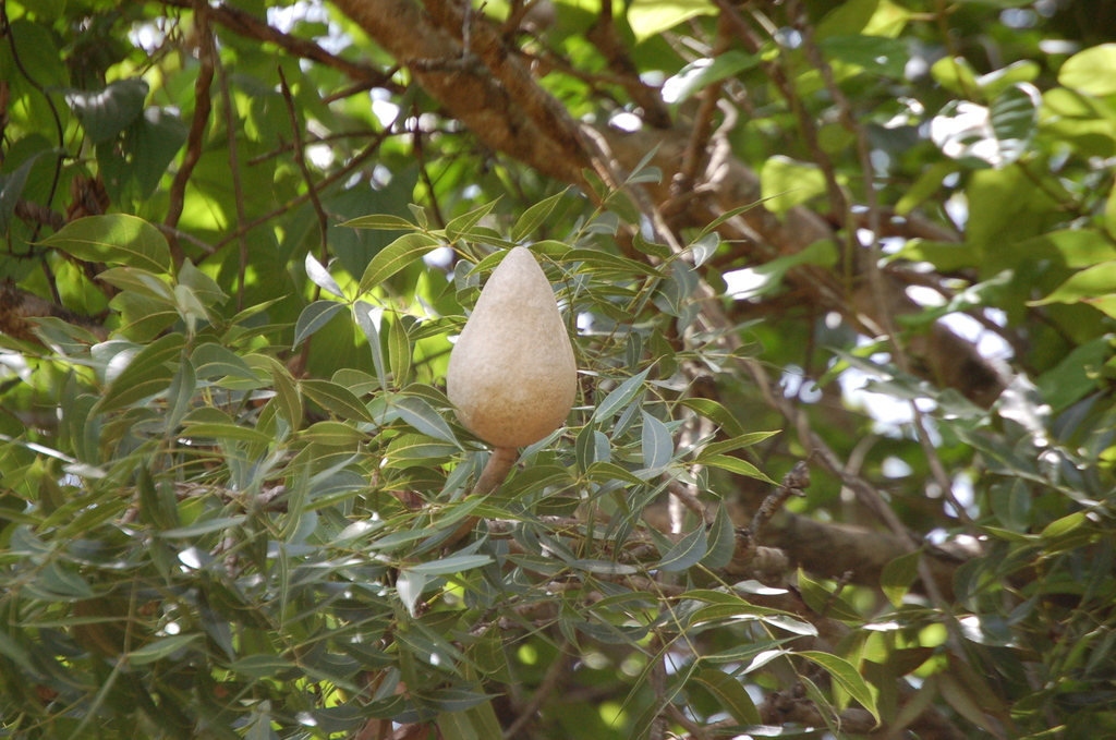 Honduras Mahogany in August 2008 by Neptalí Ramírez Marcial · iNaturalist