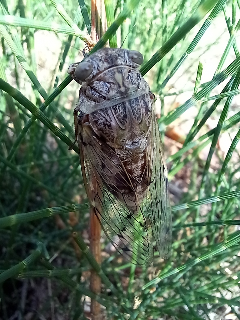 Ash Cicada from Escola Secundária José Gomes Ferreira on July 17, 2023 ...