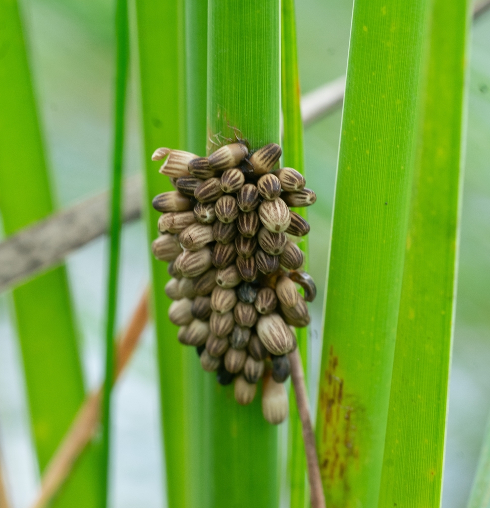 Oriental Giant Water Bug from 상당산성 on July 17, 2023 at 02:31 PM by taek ...