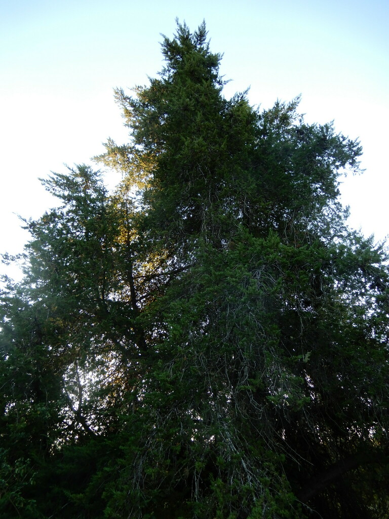 West Himalayan cypress from Upper Tooloom NSW 2475, Australia on June ...