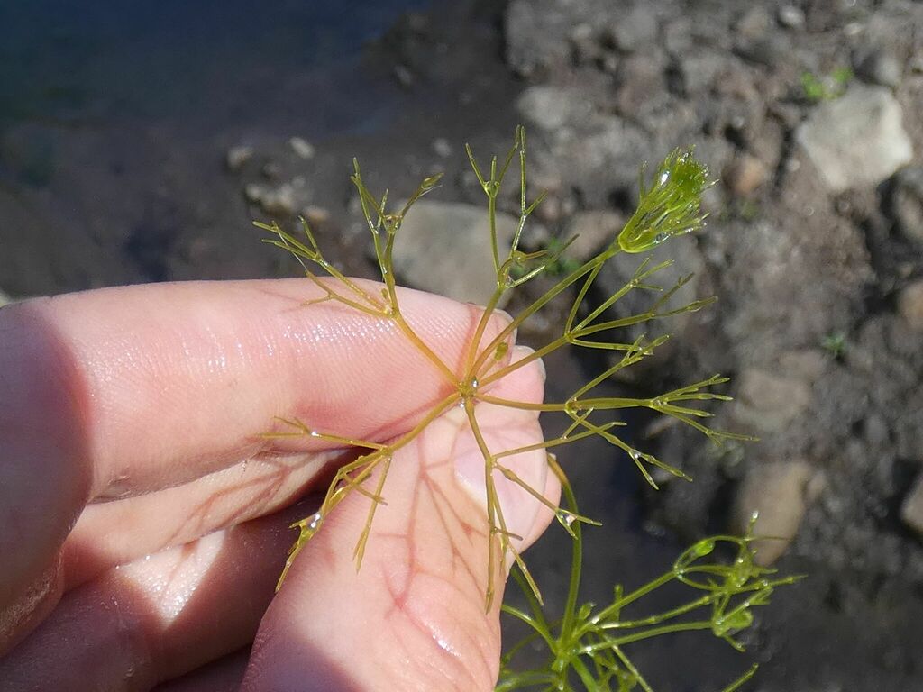 Stonewort from Lindesay NSW 2347, Australia on September 11, 2021 at 02 ...