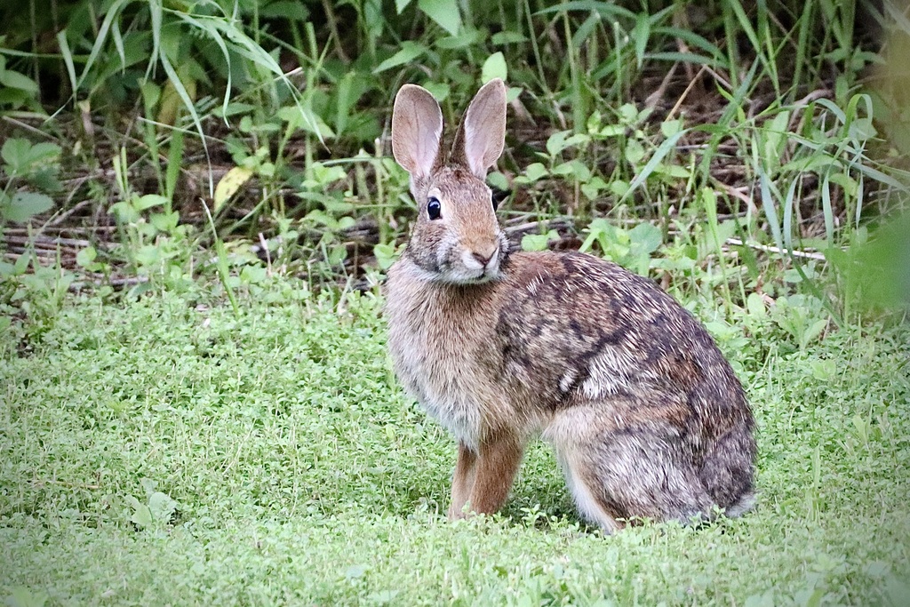 Eastern Cottontail from Estrie, QC, Canada on July 16, 2023 at 07:01 PM ...