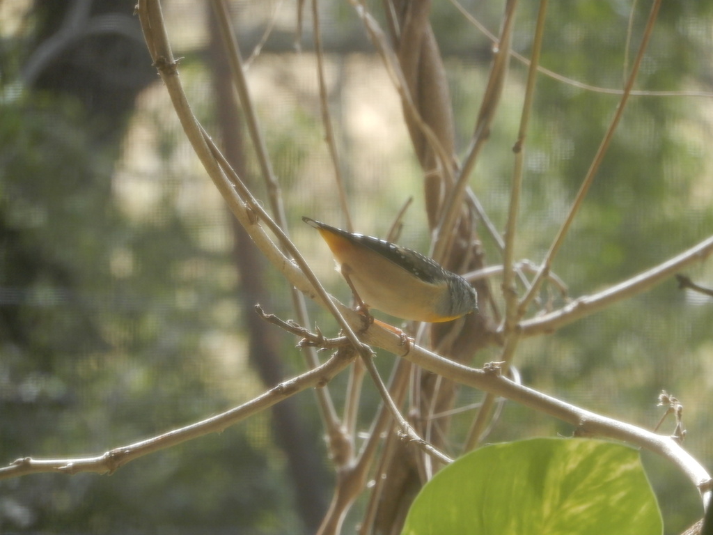 Spotted Pardalote from Upper Tooloom NSW 2475, Australia on July 17 ...