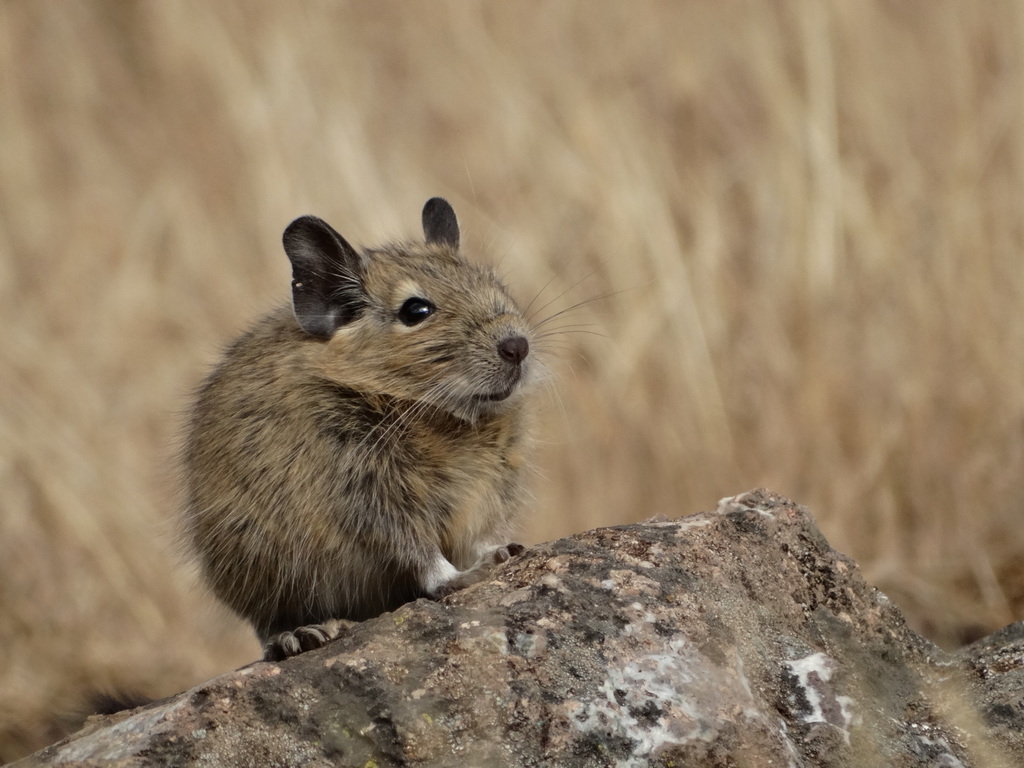 Octodonts and Degus (Octodontidae) - Know Your Mammals