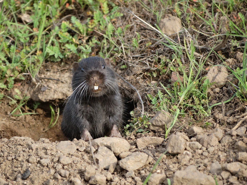 Coruro from Quebrada la Plata, Maipú, Región Metropolitana, Chile on ...