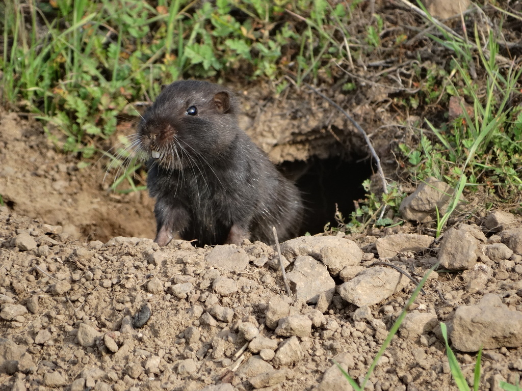 cururo (Bioparque Puquen de Los Molles) · iNaturalist