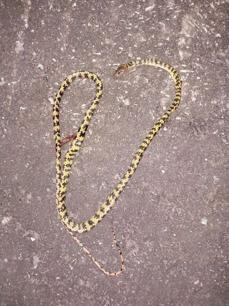 Panama Spotted Night Snake from Tunapuna/Piarco Regional Corporation ...