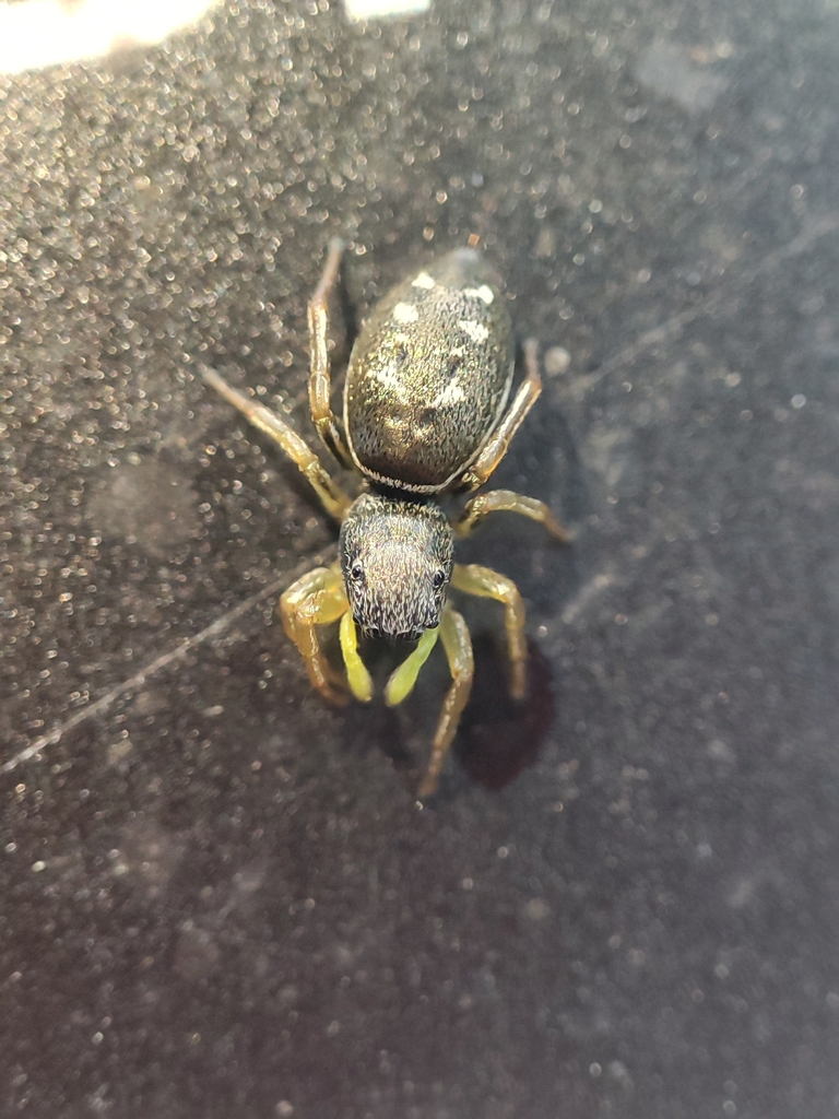 Heliophanus flavipes from Нерусса on July 16, 2023 at 02:47 PM by ...