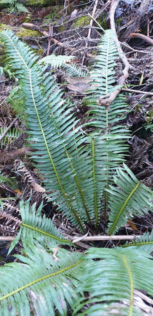 Fishbone water-fern from Monbulk VIC 3793, Australia on July 17, 2023 ...